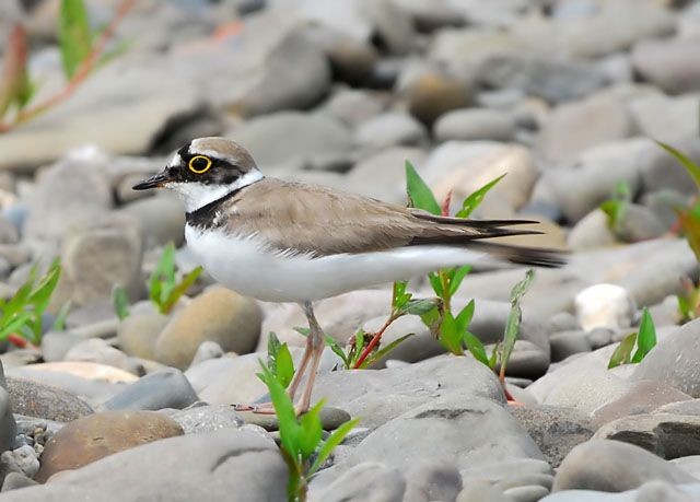 Details : Little Ringed Plover - BirdGuides