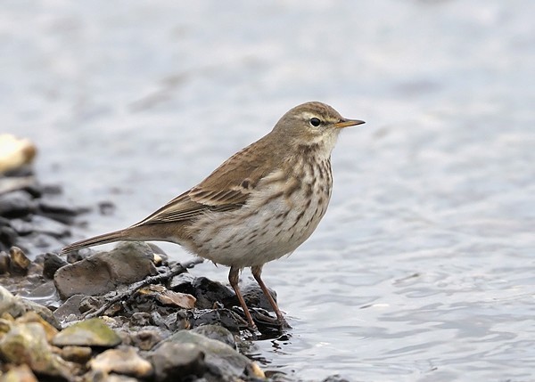 Details : Water Pipit - BirdGuides