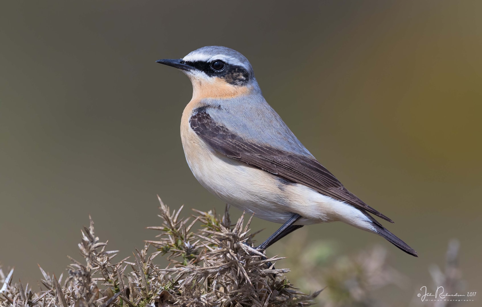 Northern Wheatear by John Richardson - BirdGuides