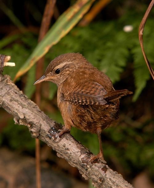 Details : Eurasian Wren - BirdGuides