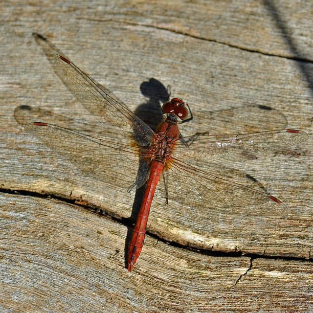 Ruddy Darter by Bryan Wright - BirdGuides