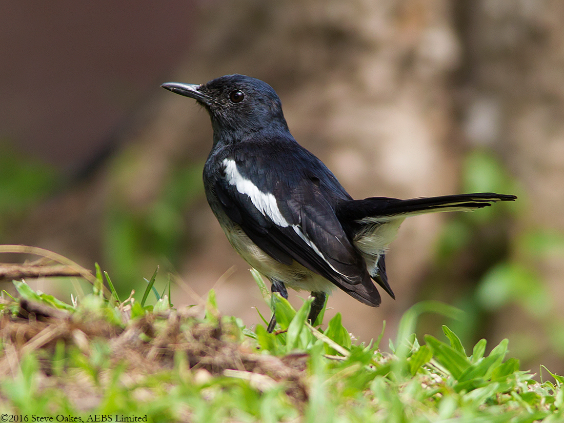 Details : Oriental Magpie-Robin - BirdGuides