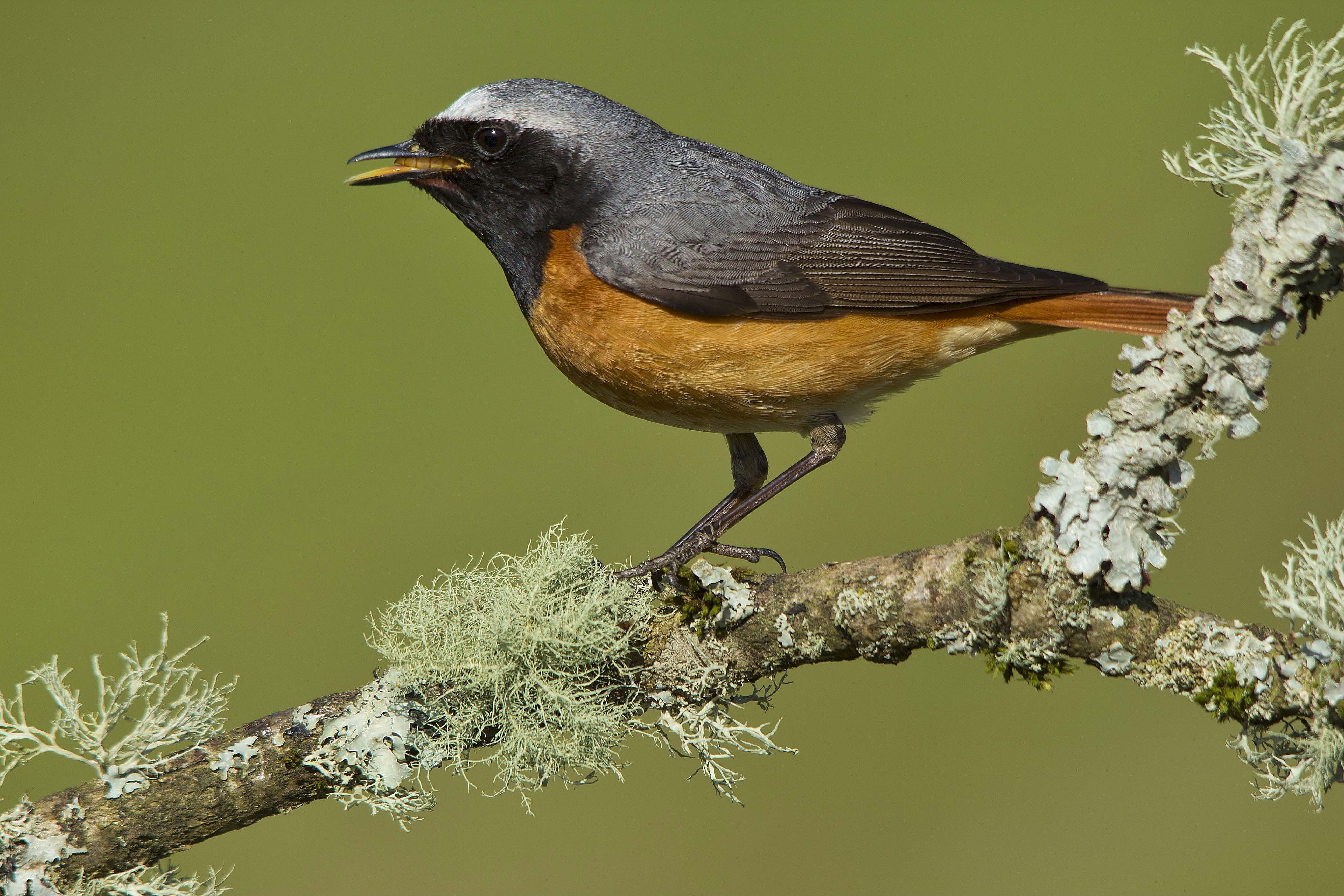 Details : Common Redstart - BirdGuides