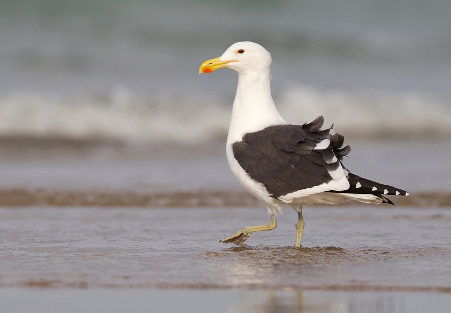 Cape Gull: coming soon to Britain? - BirdGuides