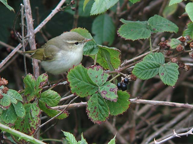 Details : Greenish Warbler - BirdGuides