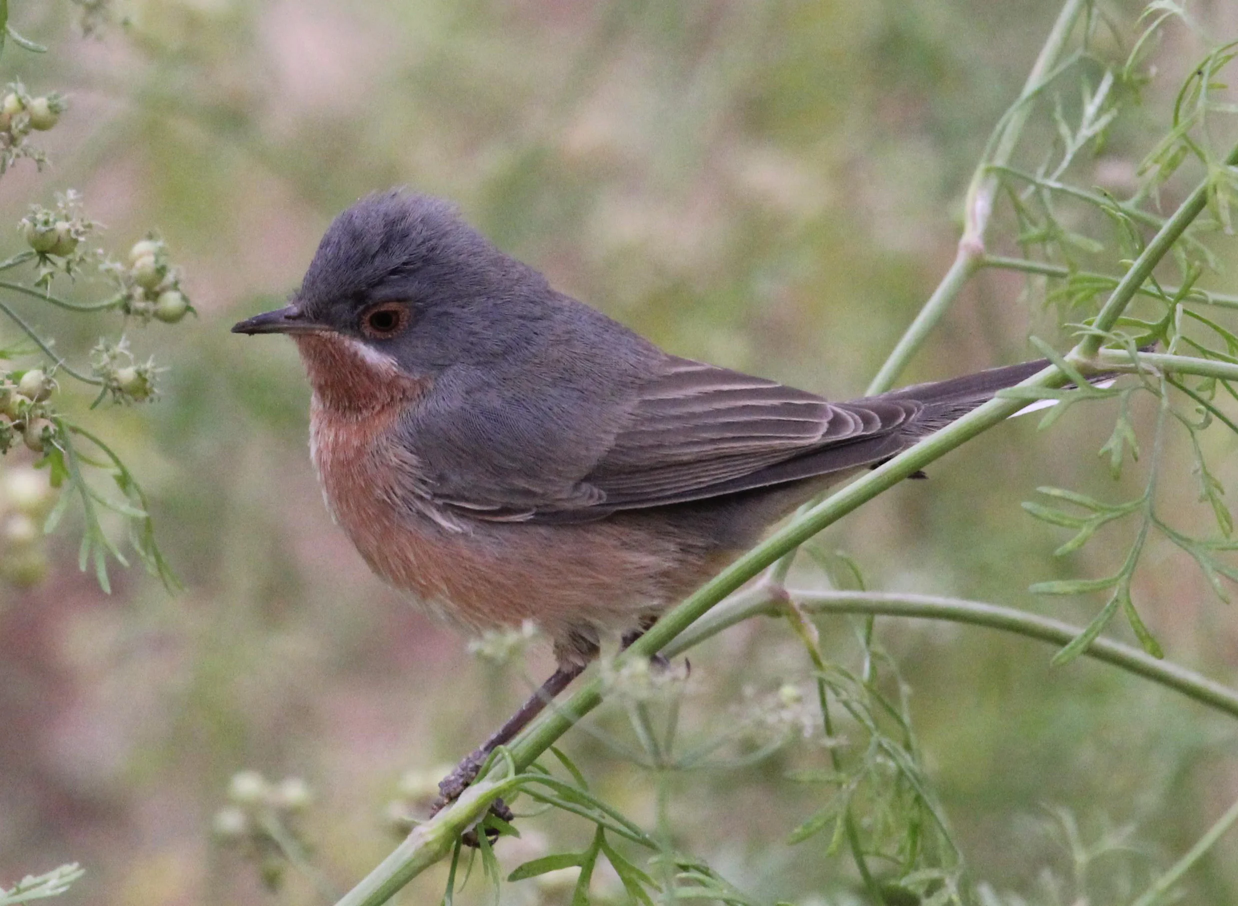 Details : Western Subalpine Warbler - BirdGuides