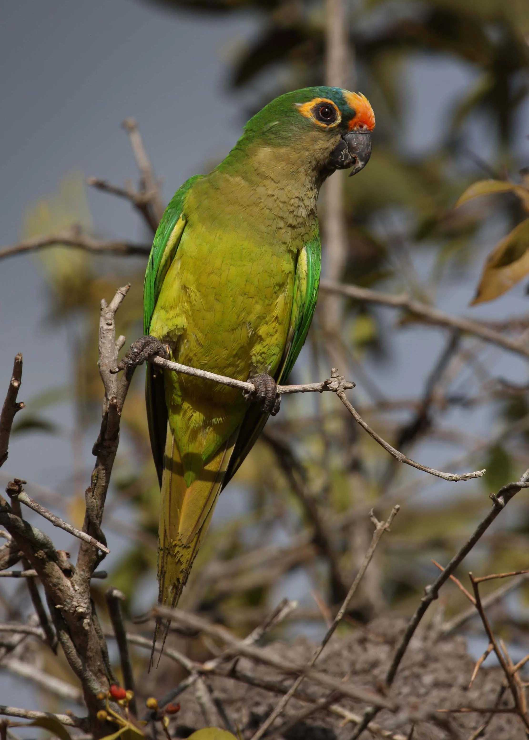 Details : Peach-fronted Parakeet - BirdGuides