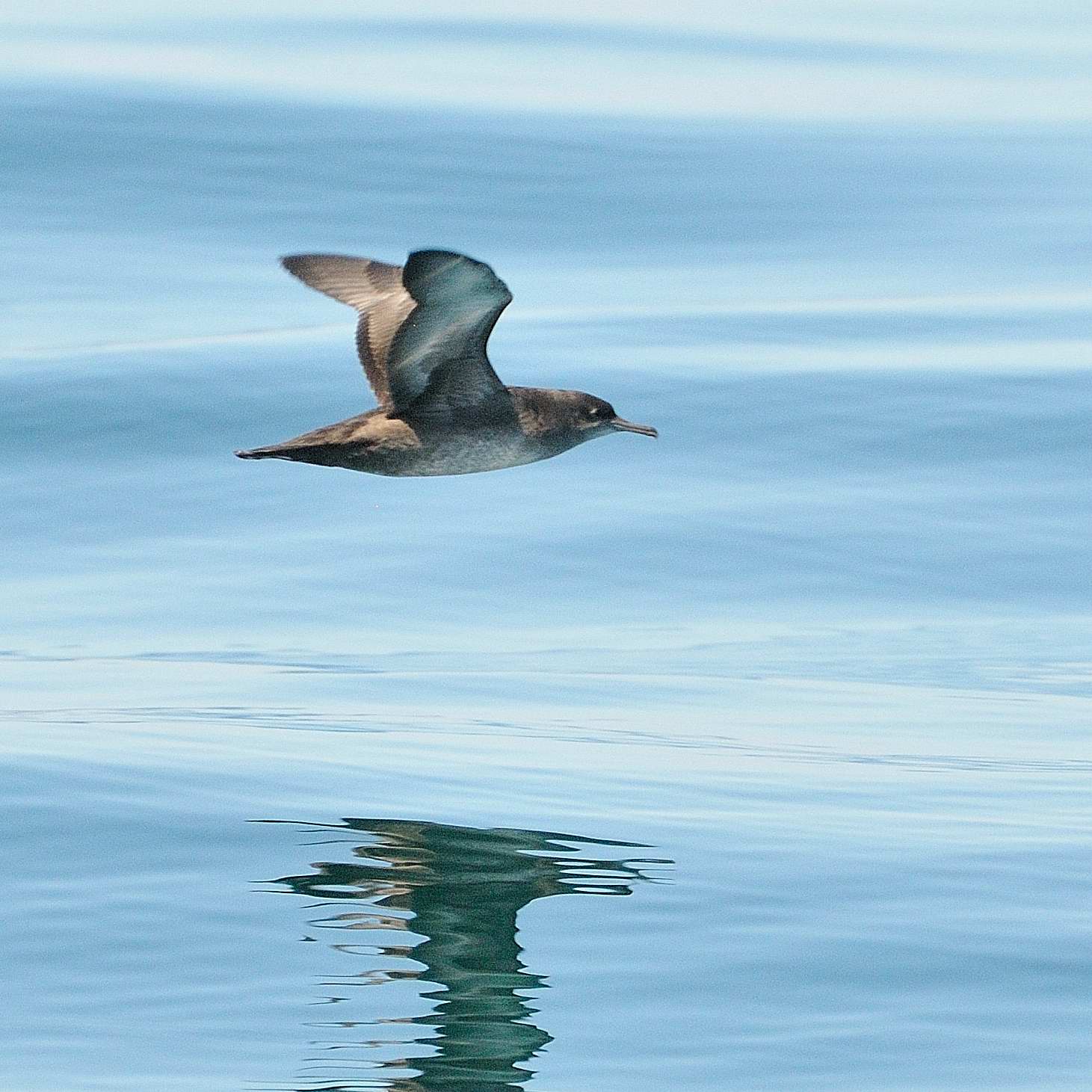 Details : Balearic Shearwater - BirdGuides