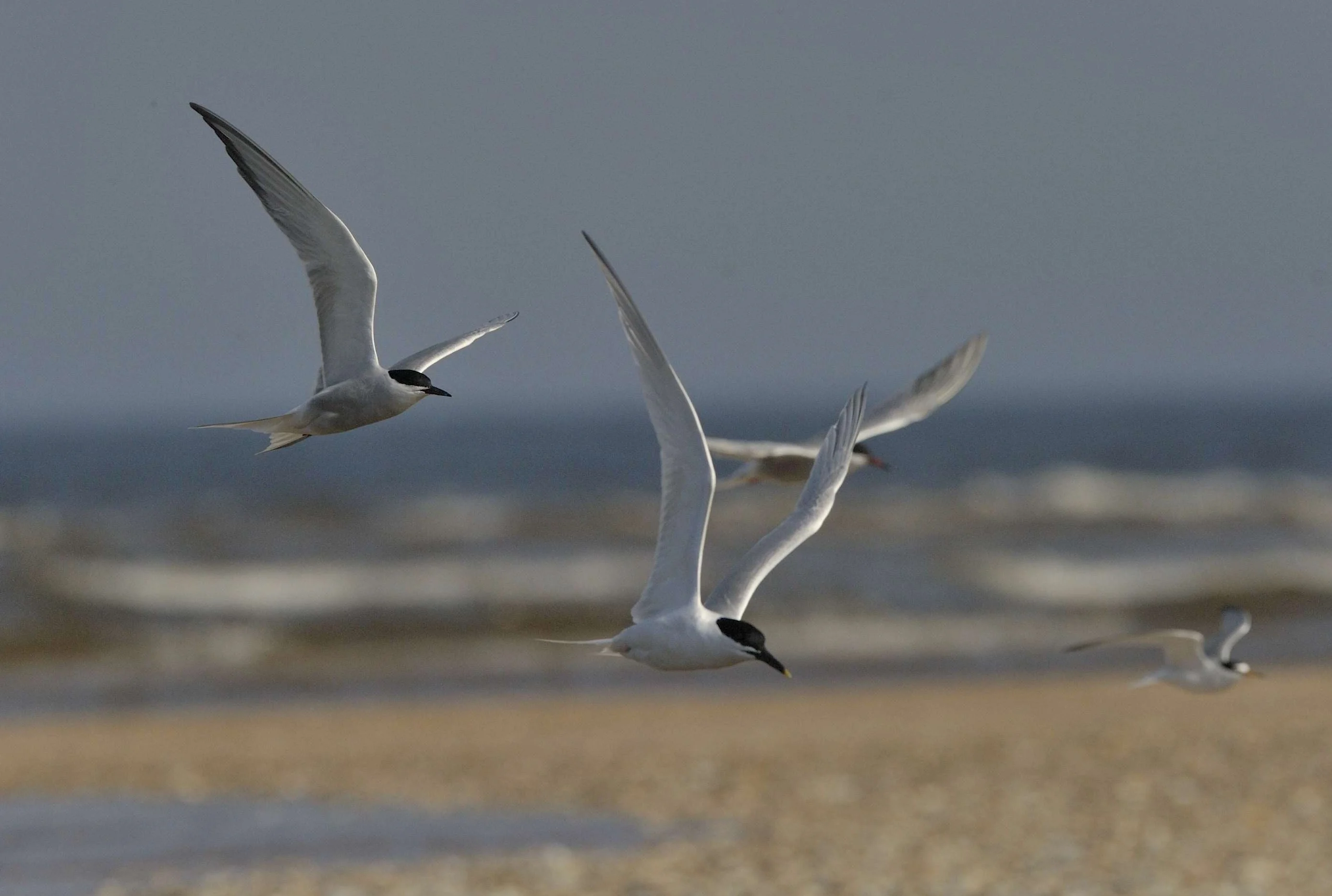 Details : Eastern Common Tern - BirdGuides