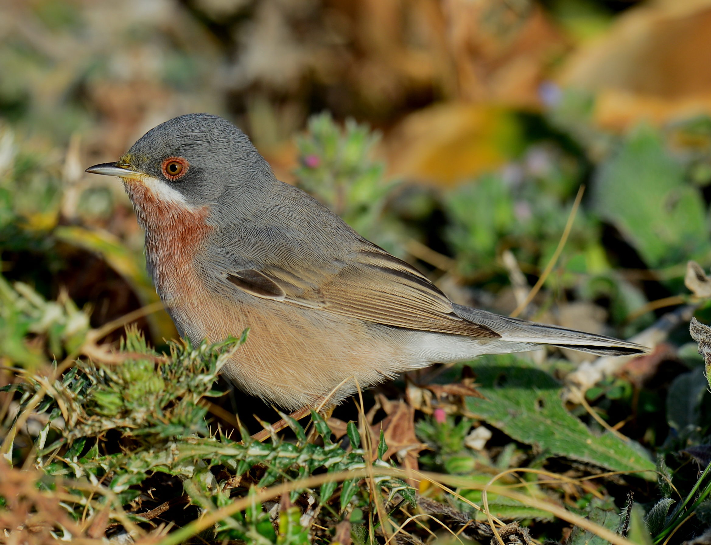 Details : Subalpine warbler sp - BirdGuides