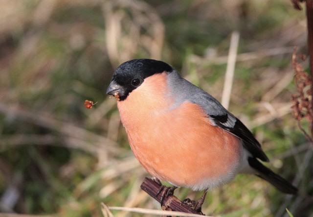 Details : Northern Bullfinch - BirdGuides