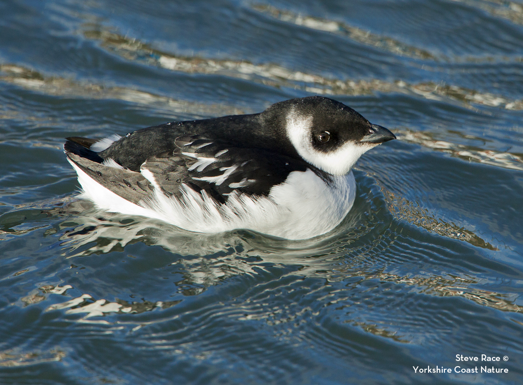 Bird of the Week: Little Auk gallery, November 2015 - BirdGuides