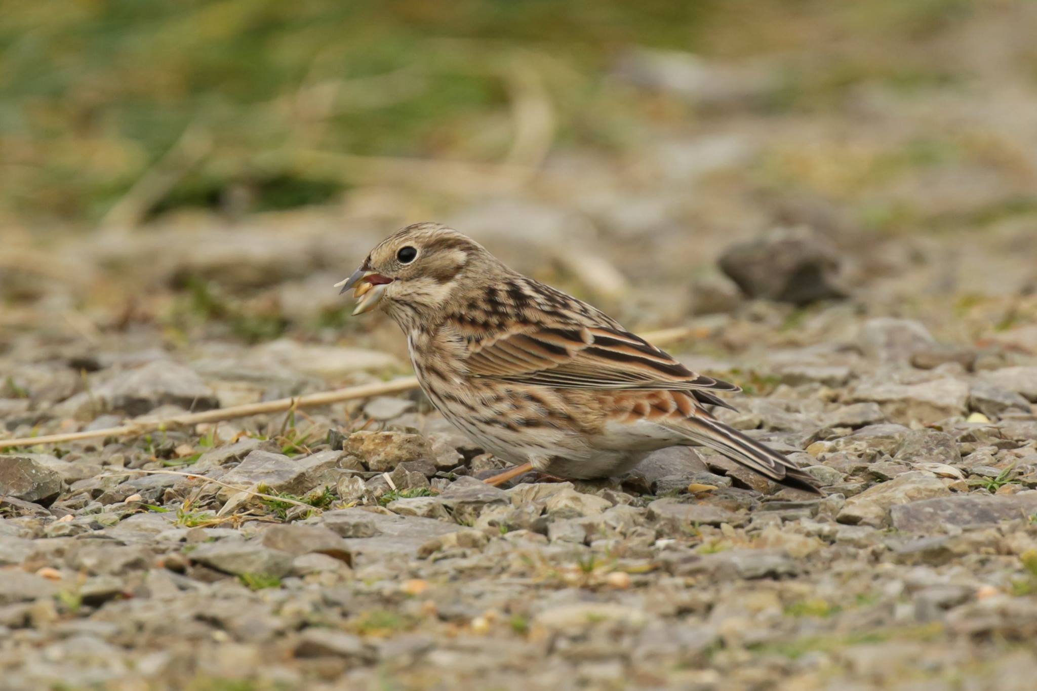 Details : Pine Bunting - BirdGuides