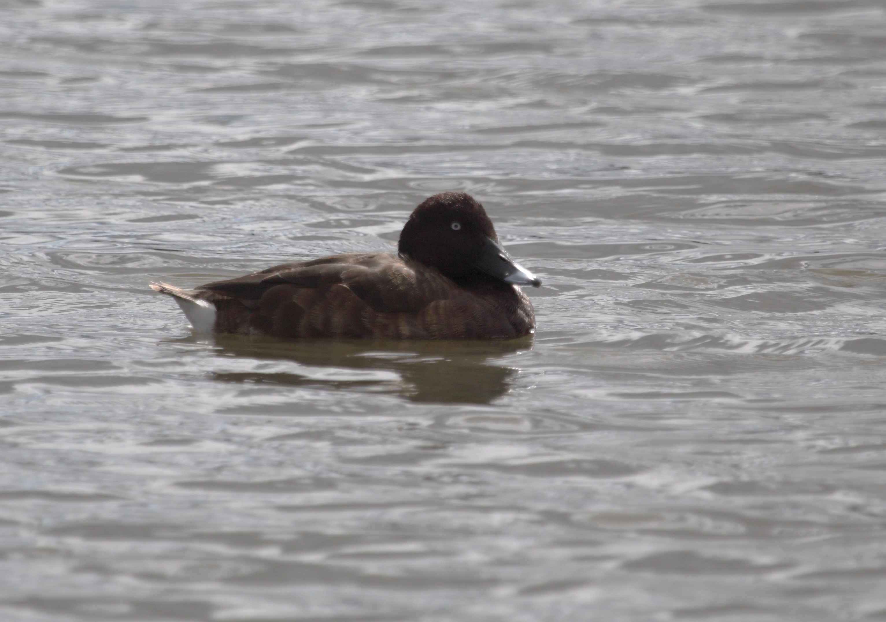 Details : Hardhead - BirdGuides