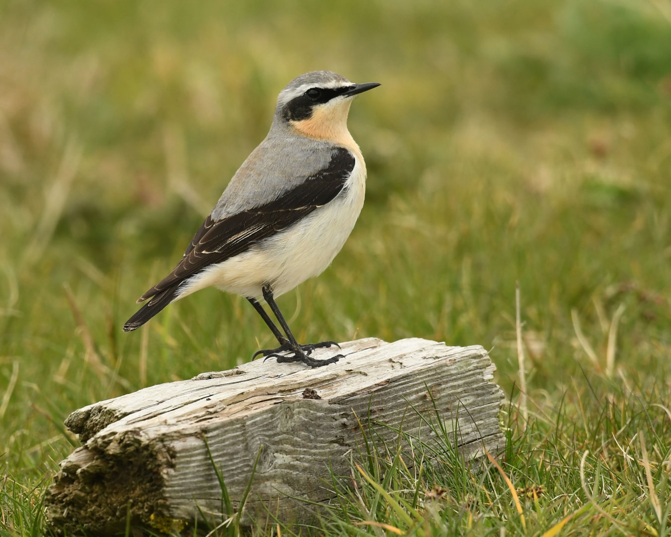 Northern Wheatear by Nick Appleton - BirdGuides