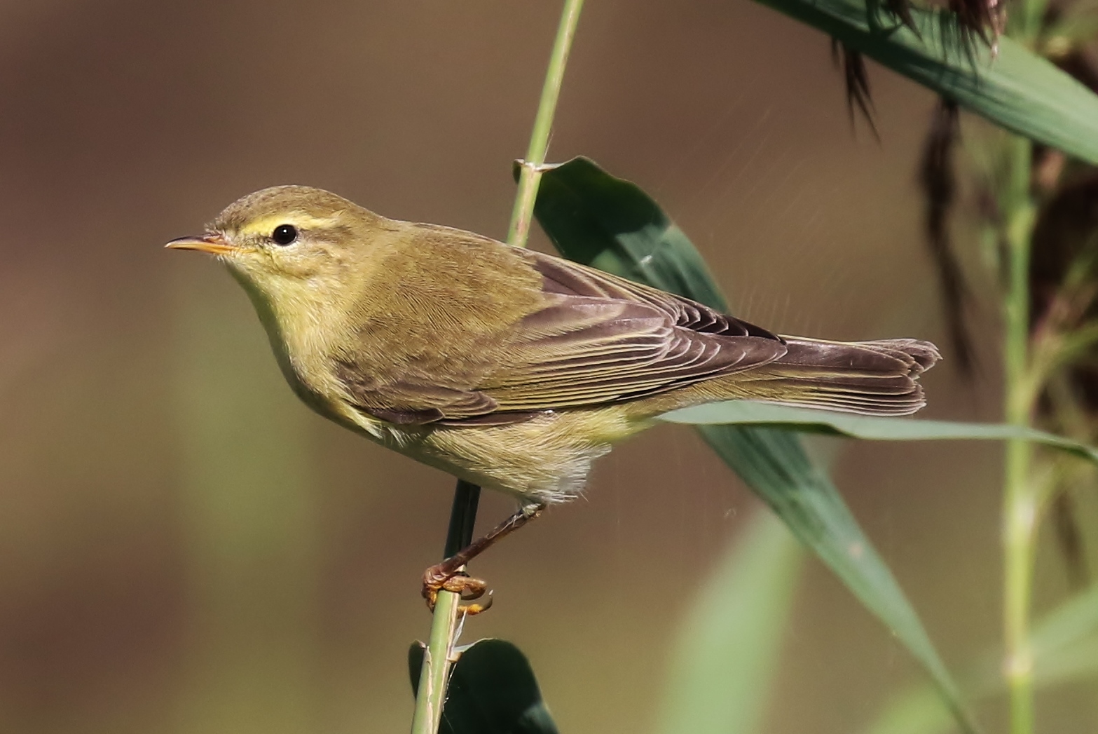 Scotland's woodland birds up two-thirds since 1994 - BirdGuides