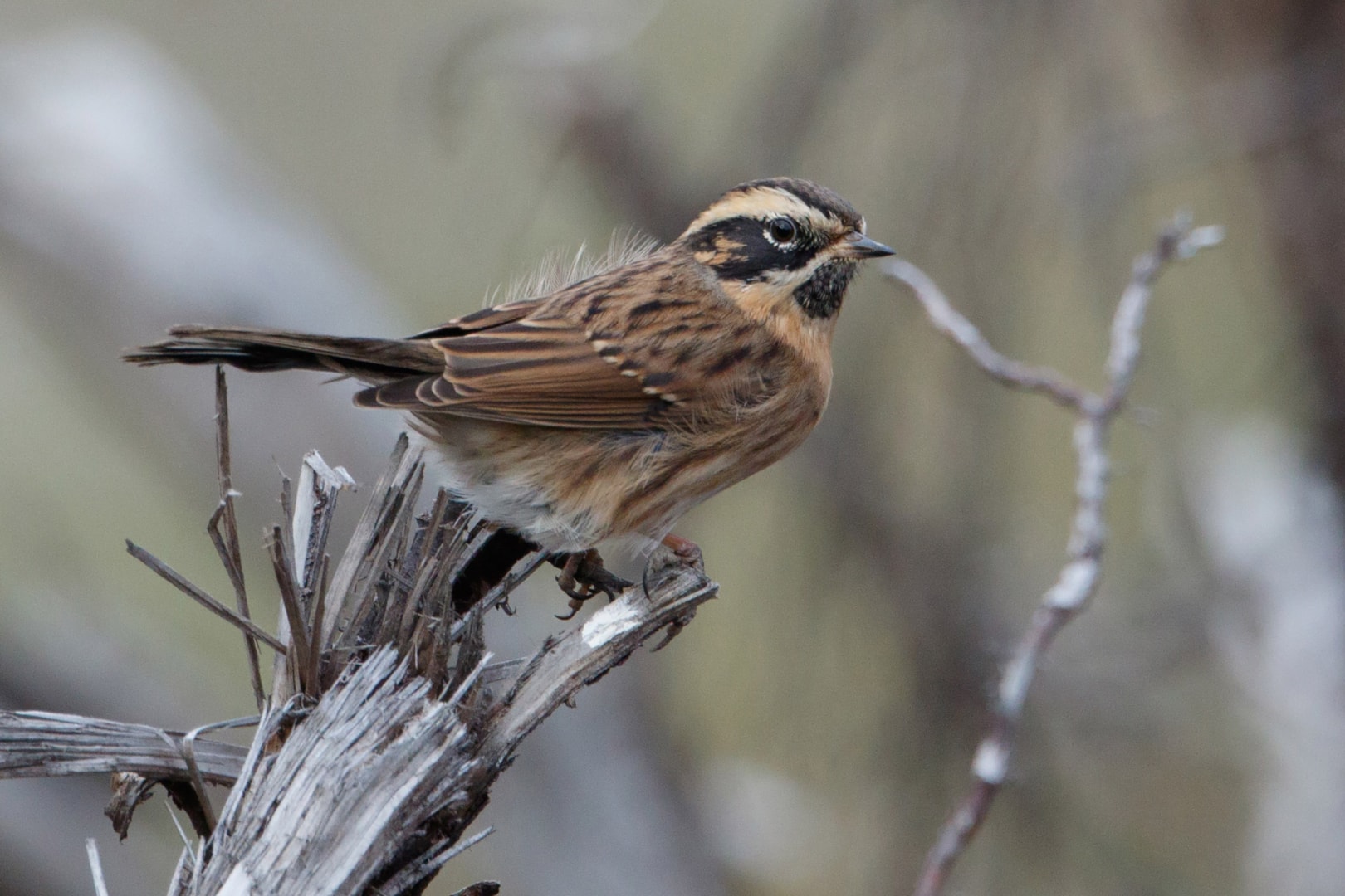 Black-throated Accentor by Petteri Hytönen - BirdGuides