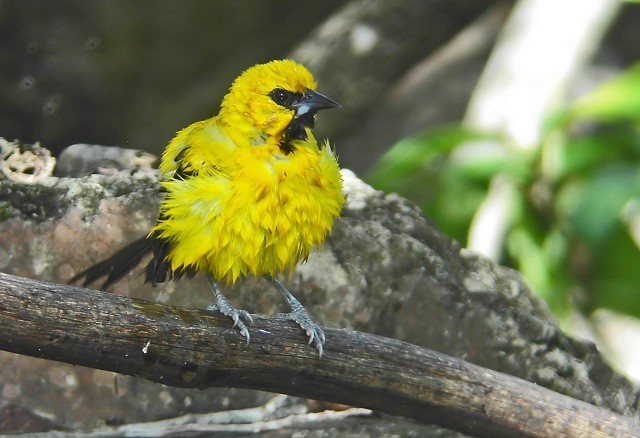 Details : Yellow Oriole - BirdGuides
