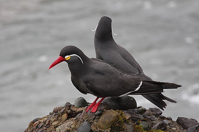 Details : Inca Tern - BirdGuides