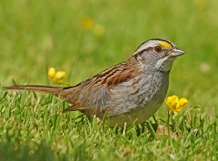 North American sparrow changes its song - BirdGuides