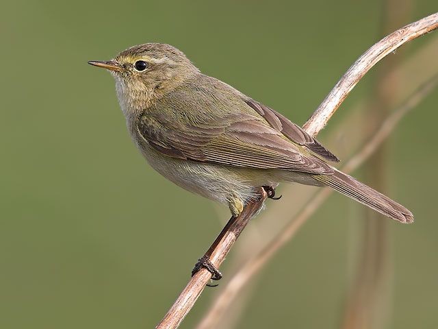 Details : Common Chiffchaff - BirdGuides