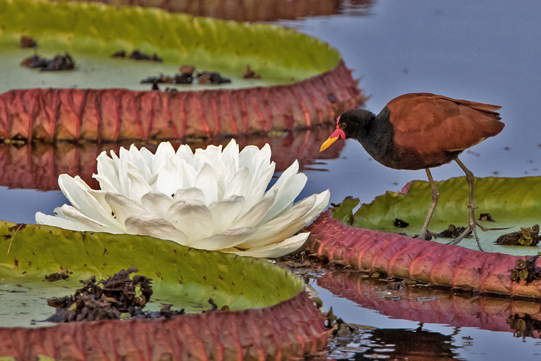 Details : Wattled Jacana - BirdGuides