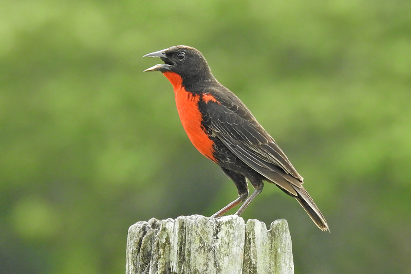 Details : Red-breasted Blackbird - BirdGuides