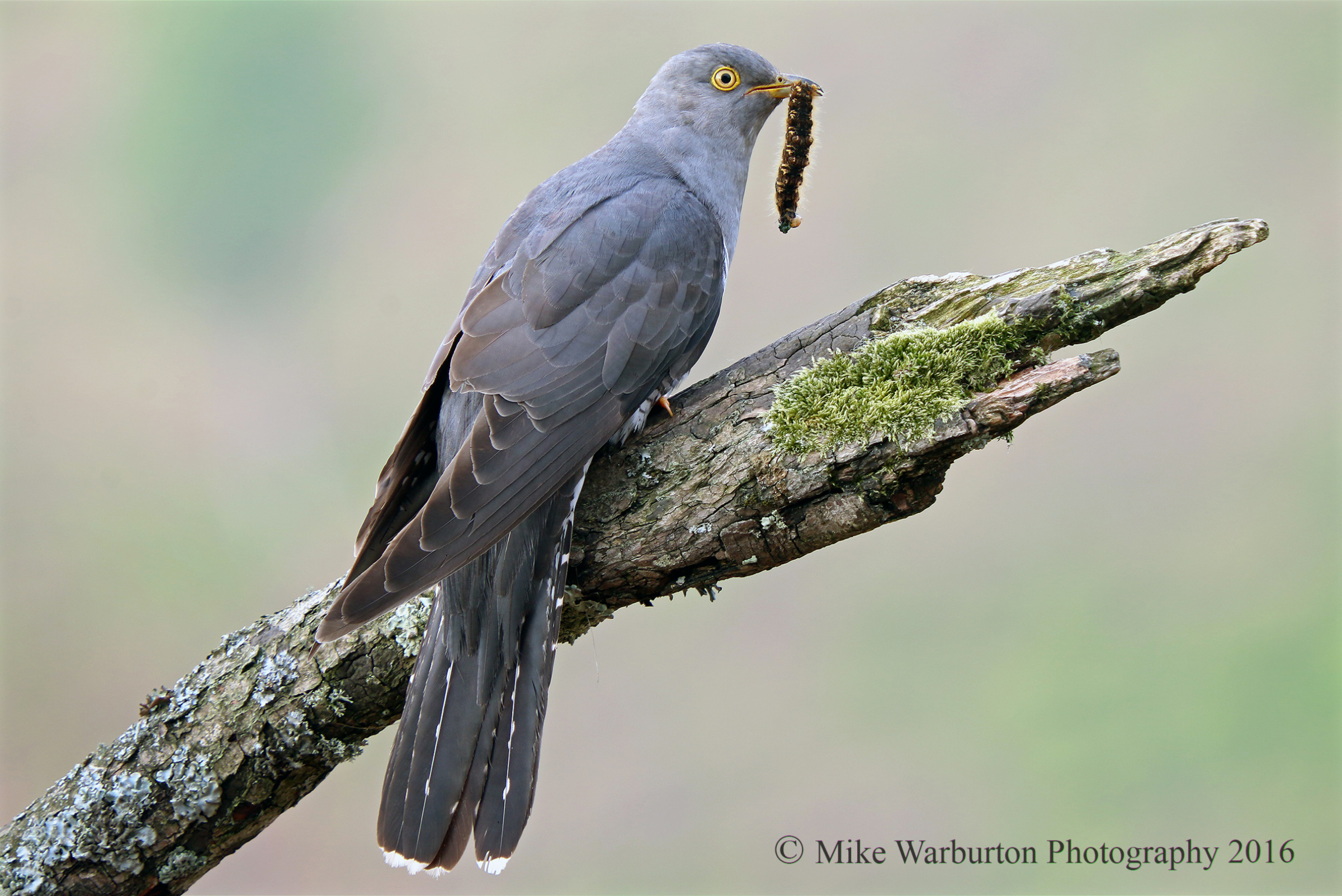 Details : Common Cuckoo - BirdGuides