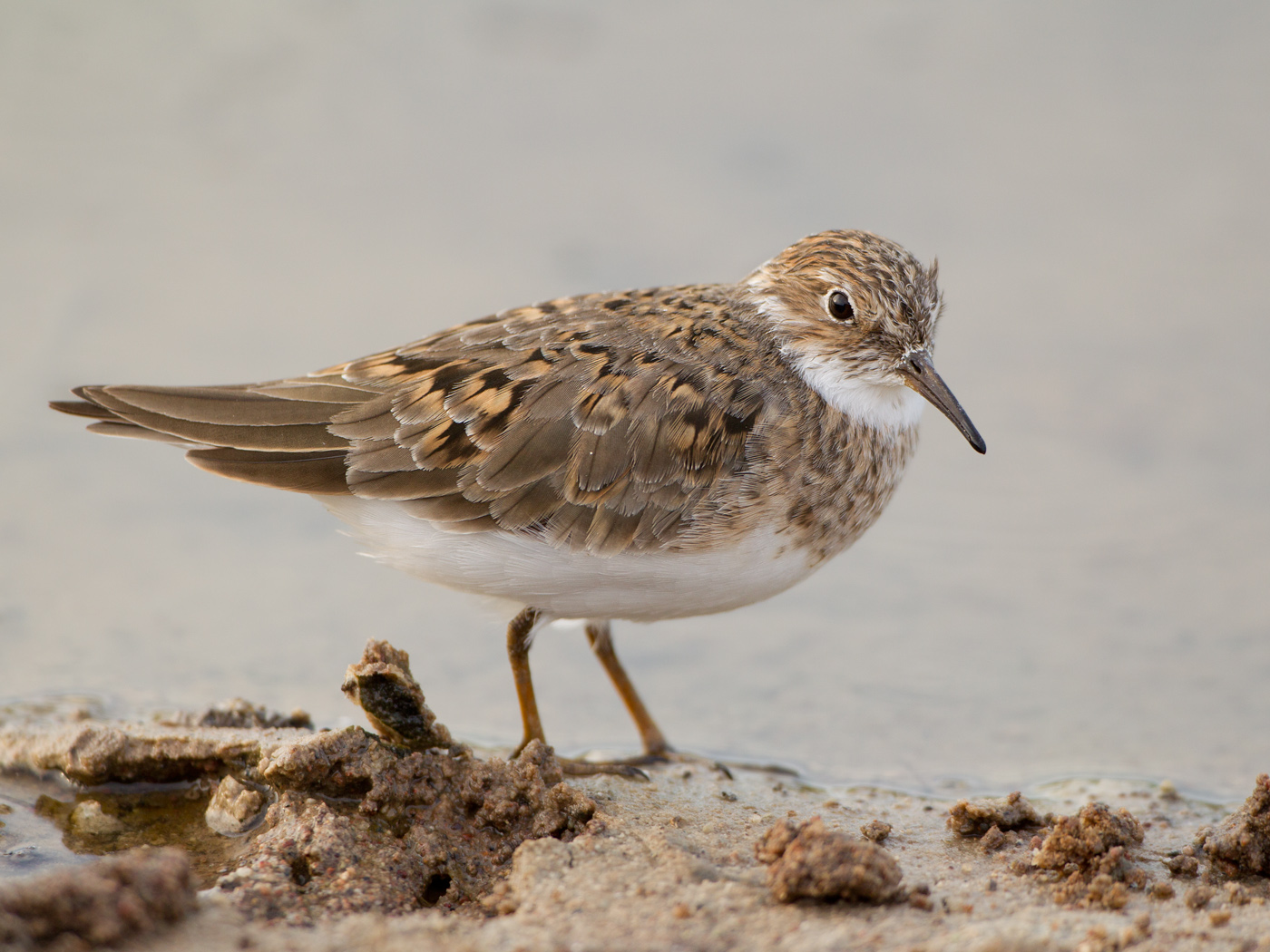 Details : Temminck's Stint - BirdGuides