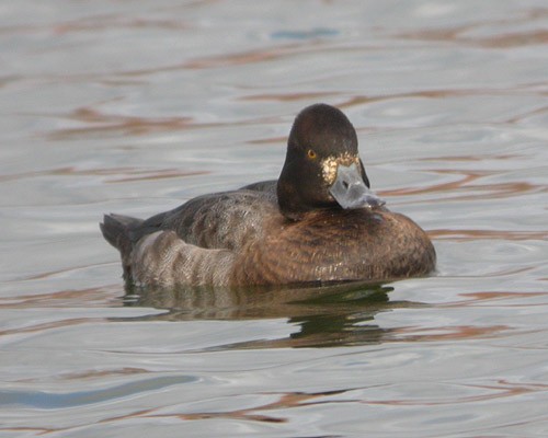 Details : Lesser Scaup - BirdGuides