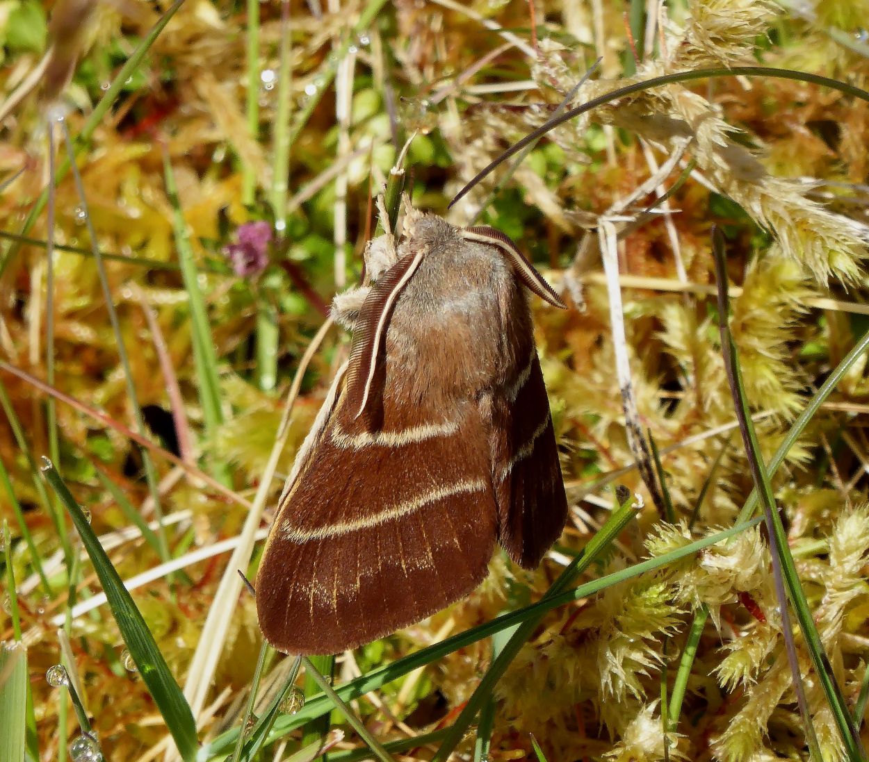 Details : Fox Moth - BirdGuides