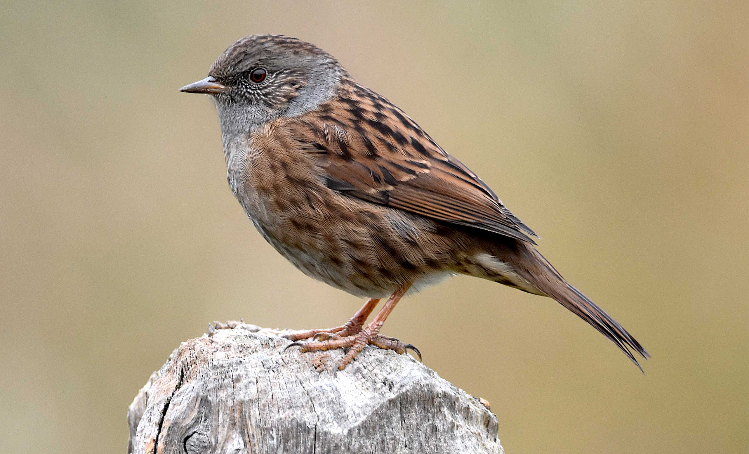 Details : Dunnock - BirdGuides