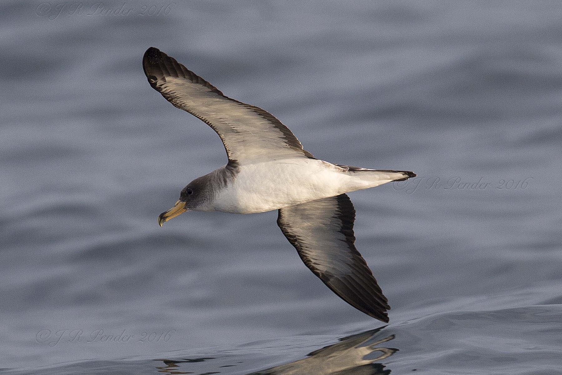 Details : Cory's Shearwater - BirdGuides