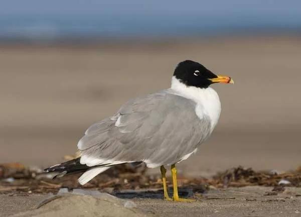Details : Pallas's Gull - BirdGuides