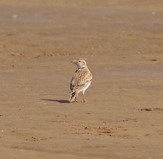 Details : Mongolian Lark - BirdGuides