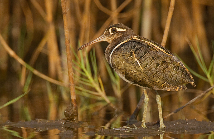 Details : Greater Painted-snipe - BirdGuides