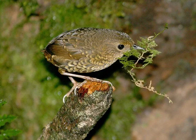 Details : Pygmy Cupwing - BirdGuides