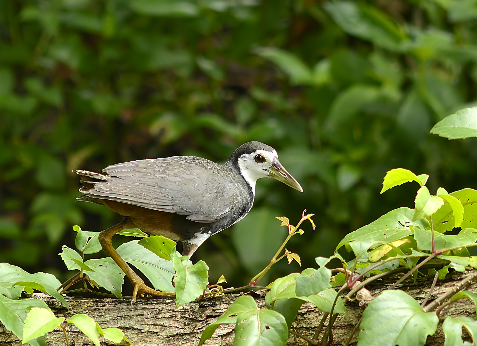 Details : White-breasted Waterhen - BirdGuides