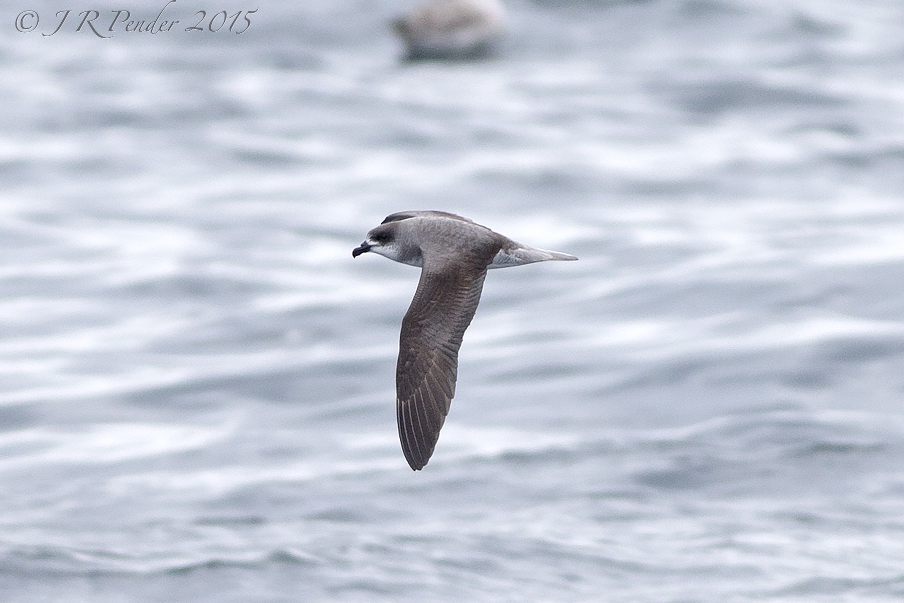 Details : Fea's Petrel - BirdGuides