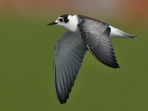 Details : White-winged Tern - BirdGuides