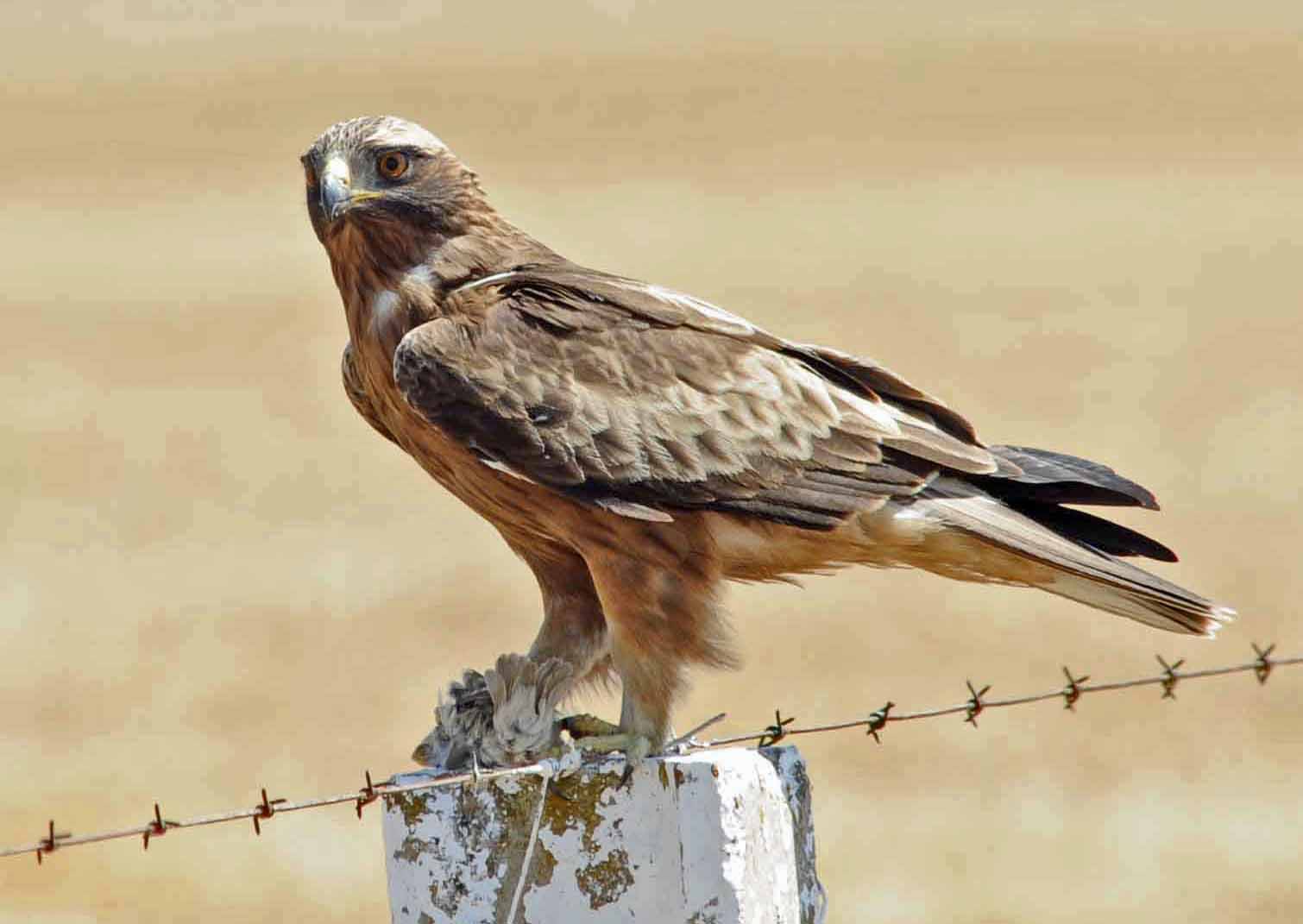 Details : Booted Eagle - BirdGuides