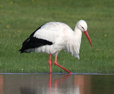 Details : White Stork - BirdGuides