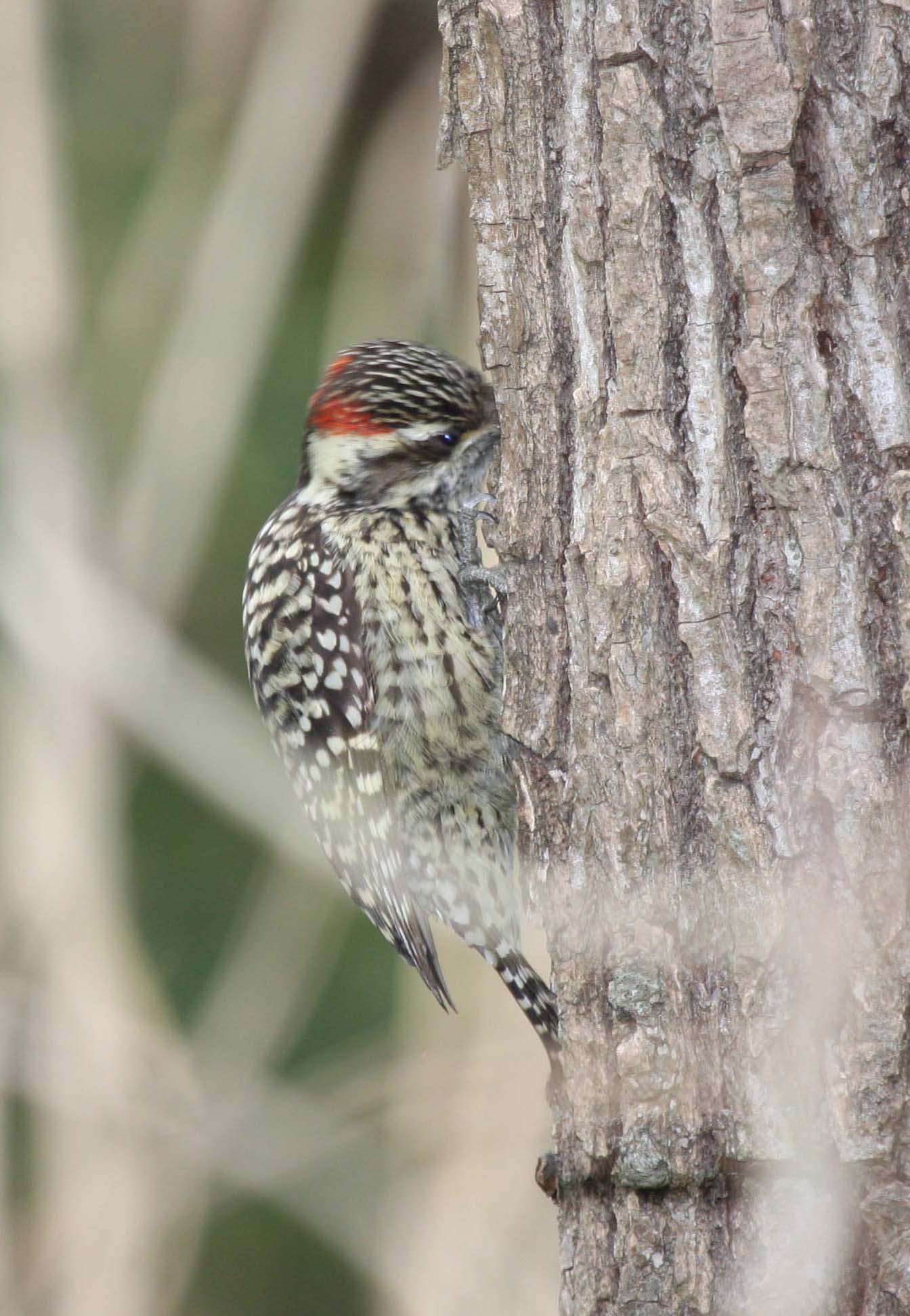 Checkered Woodpecker by Peter Gasson - BirdGuides