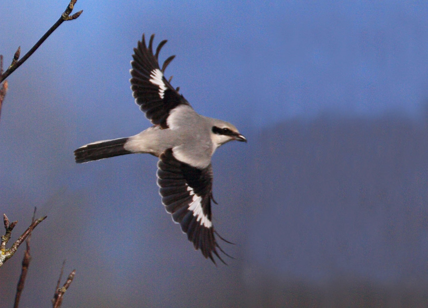 Great Grey Shrike by Mike Trew - BirdGuides