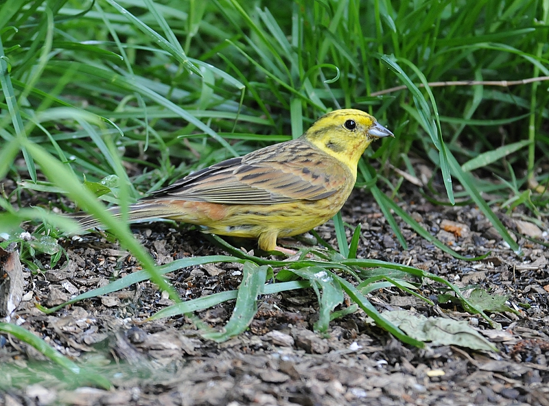 Mixed news for farmland birds in Scotland - BirdGuides
