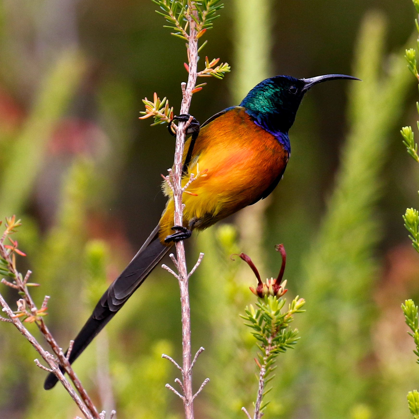 Details : Orange-breasted Sunbird - BirdGuides