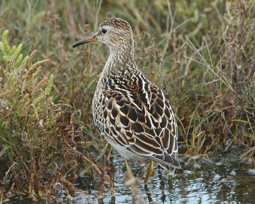 Details : Pectoral Sandpiper - BirdGuides