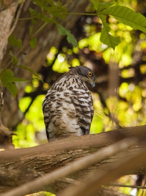 Details : Crested Goshawk - BirdGuides