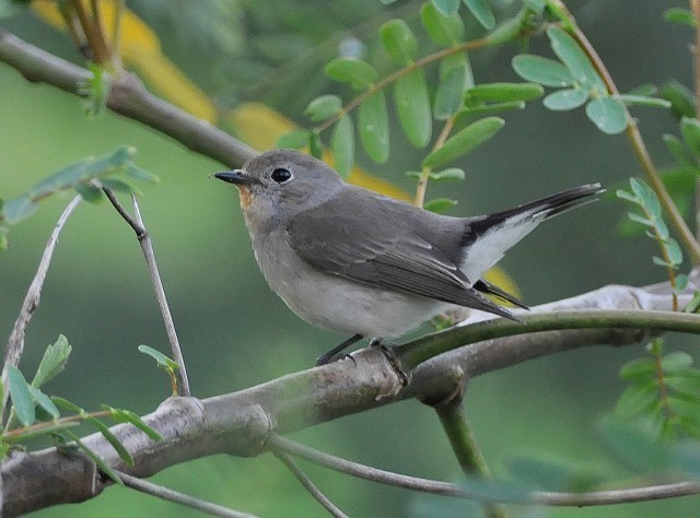 Details : Taiga Flycatcher - BirdGuides