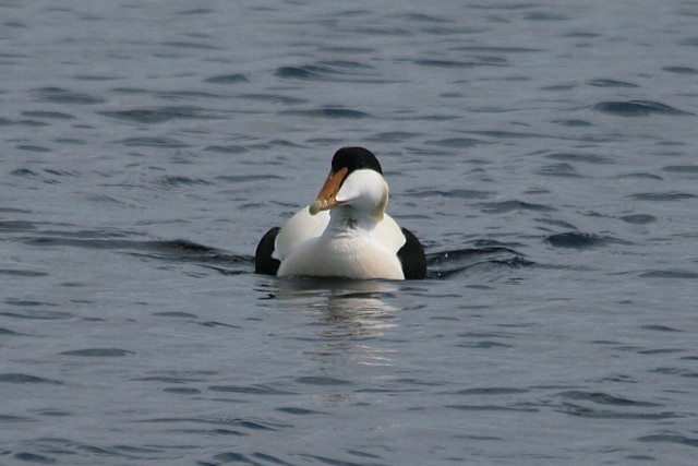 Details : Northern Eider - BirdGuides